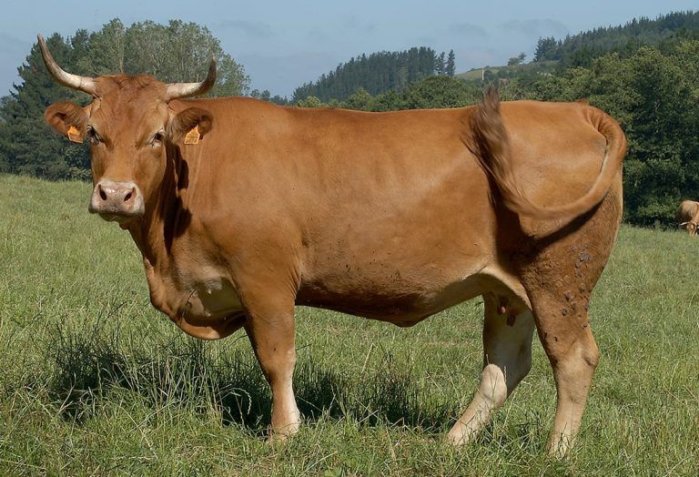 Comprar Carne de VACA【 RUBIA GALLEGA CERTIFICADA】