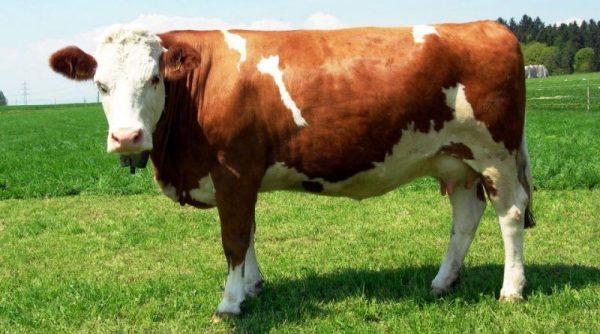 Carnicería Online Económica 【 Carne Barata